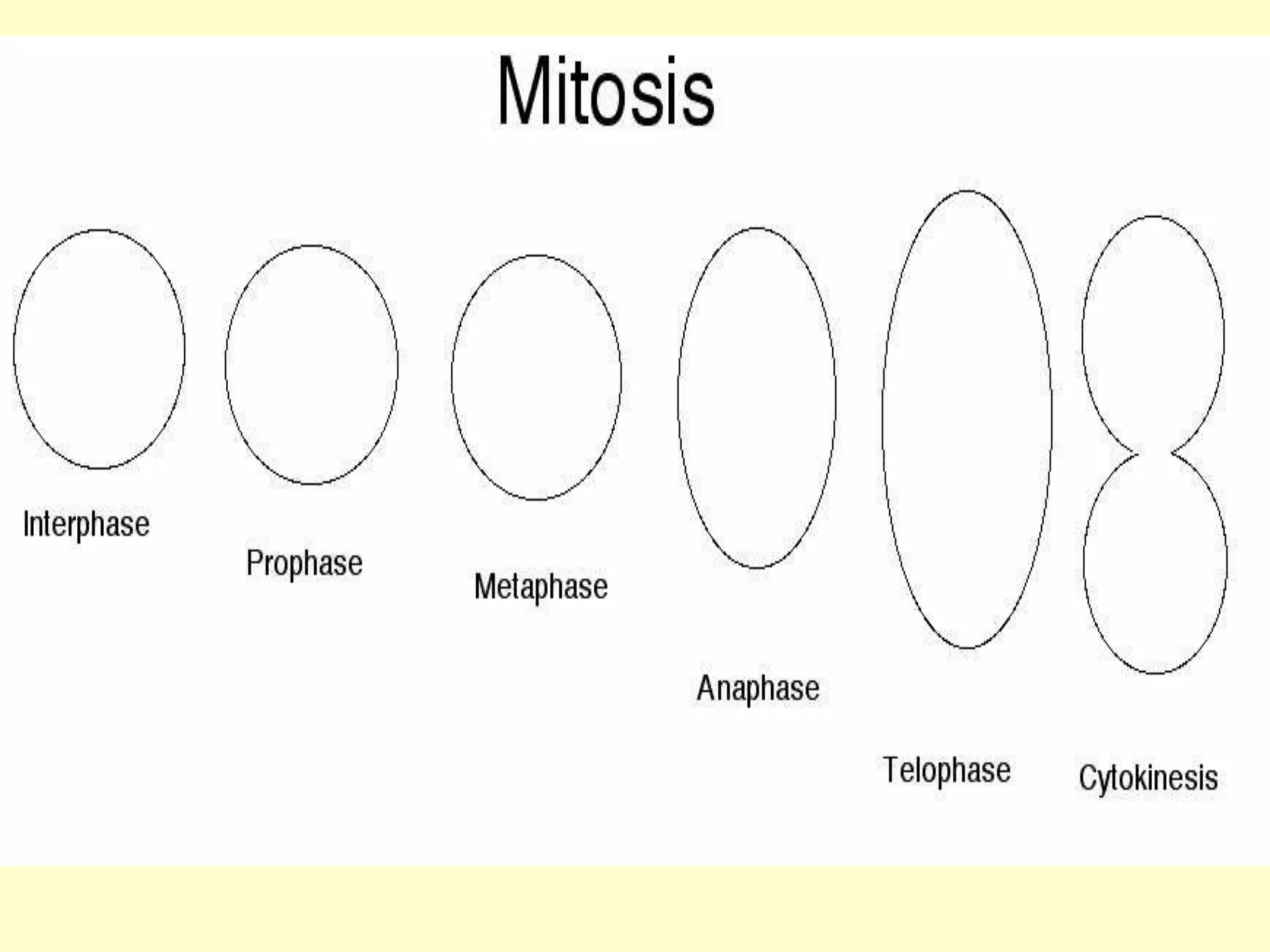 Introduction to mitosis | PPTX