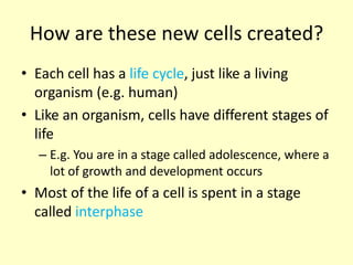 Introduction to mitosis | PPTX