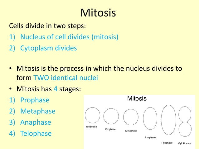 Introduction to mitosis | PPTX