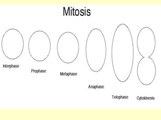 Introduction to mitosis | PPTX