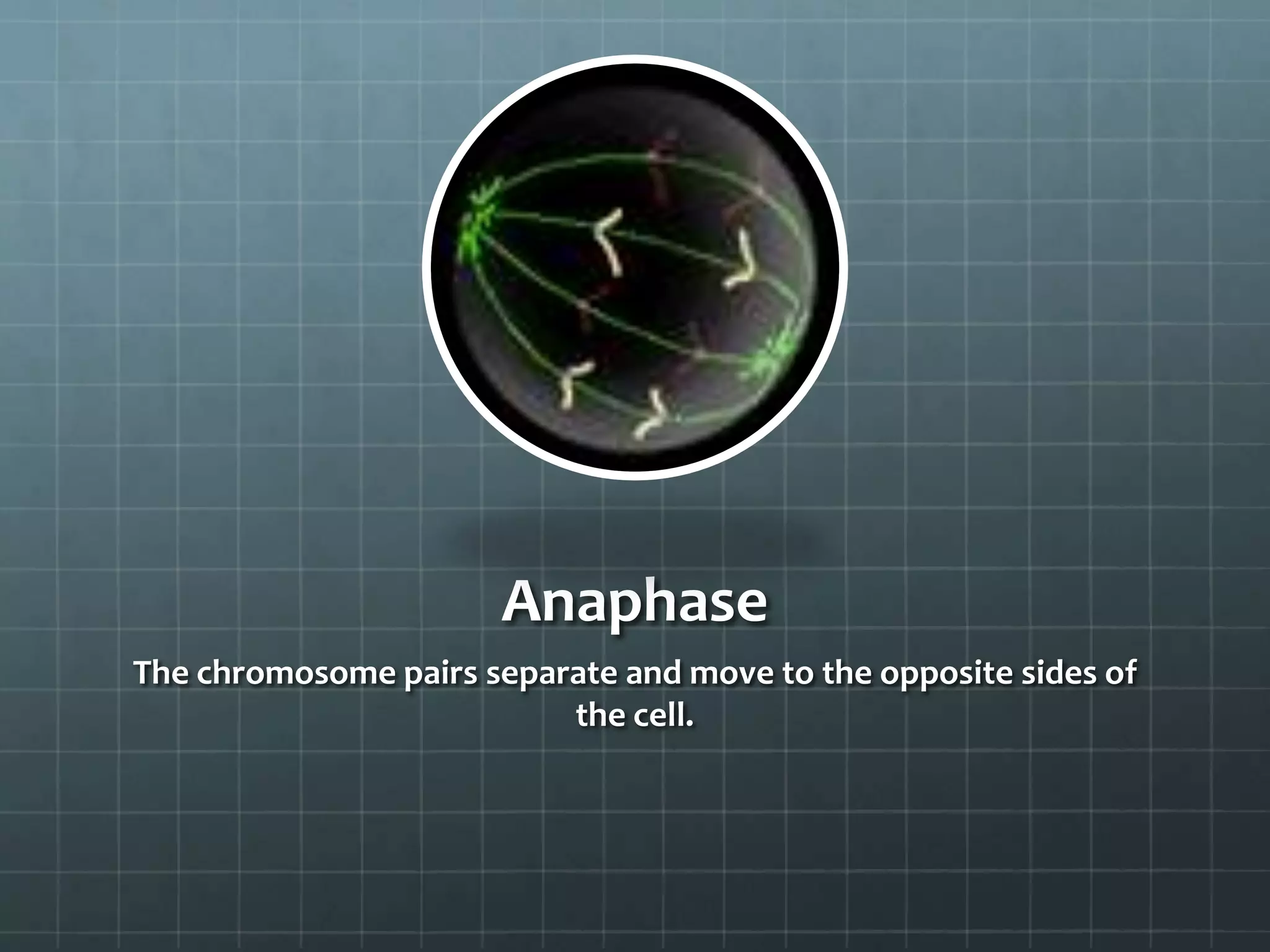 Introduction to Mitosis | PPTX