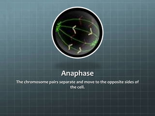 Introduction to Mitosis | PPTX