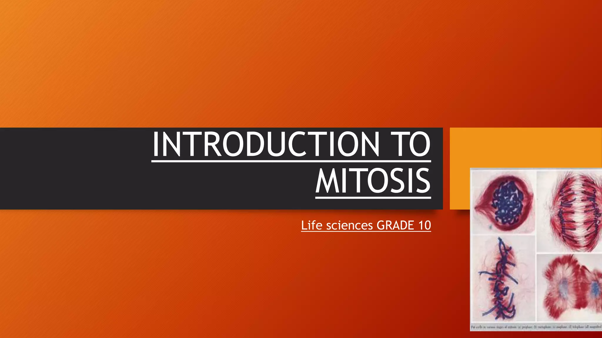 Introduction to mitosis | PPTX