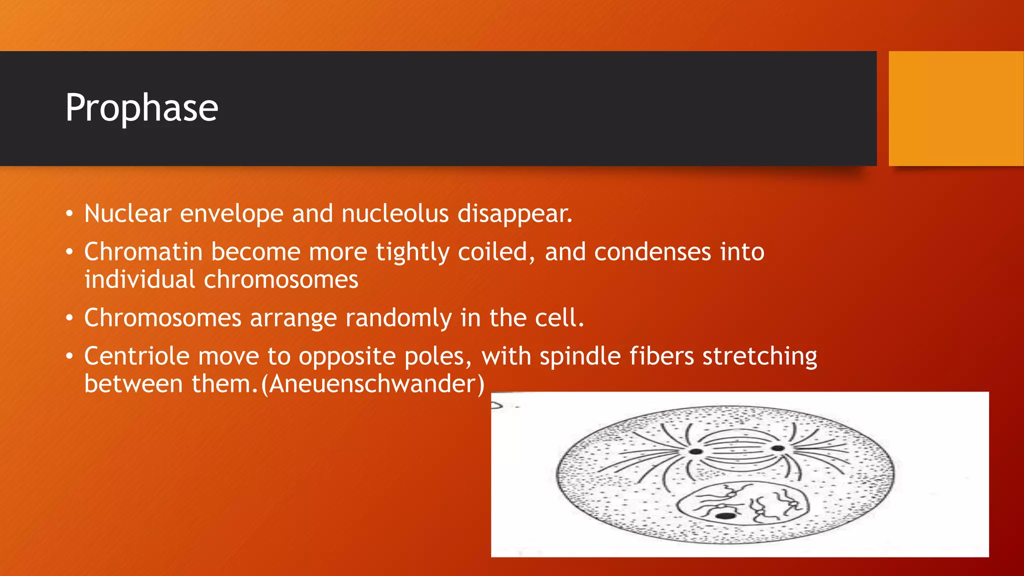 Introduction to mitosis | PPTX