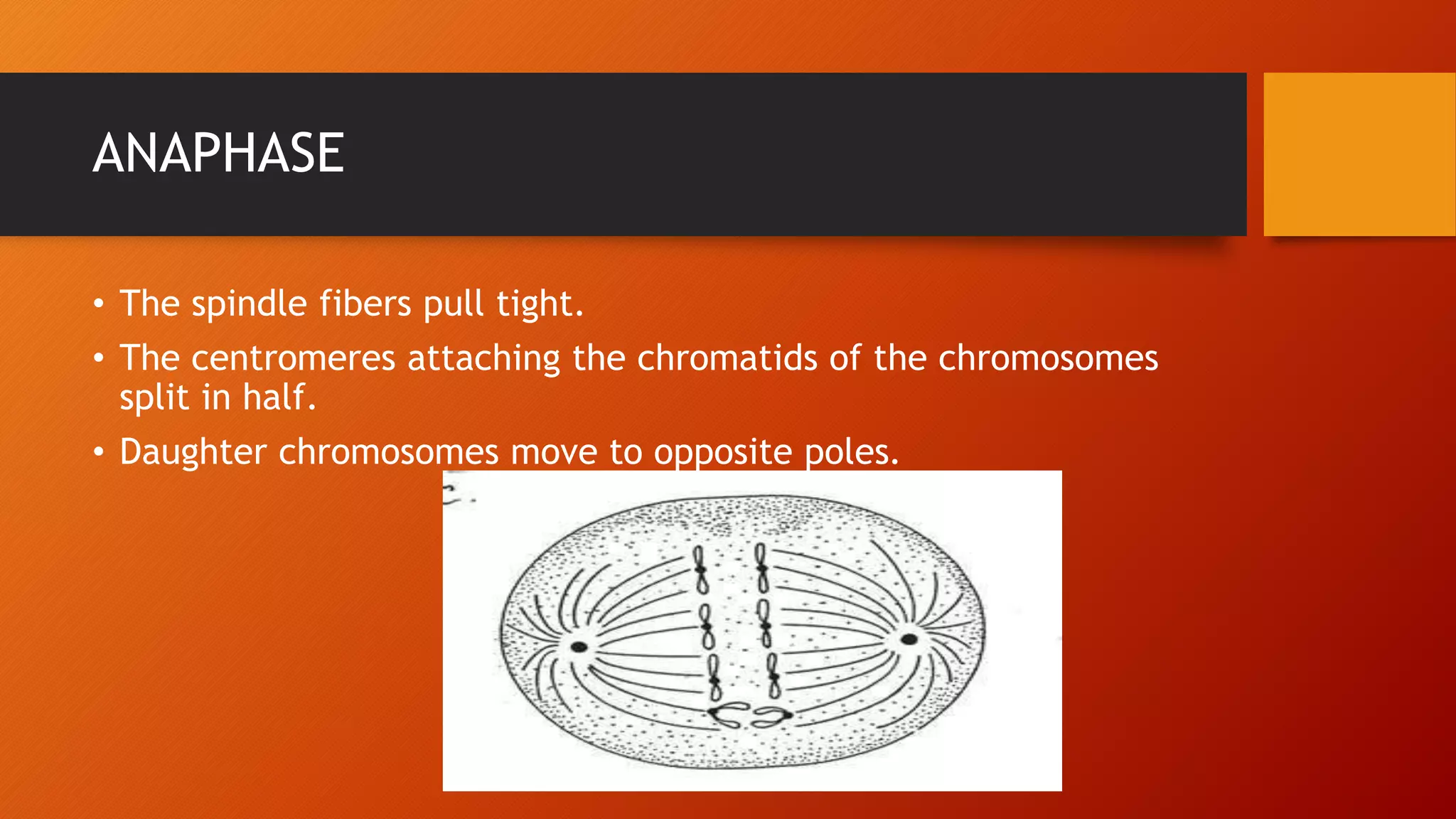 Introduction to mitosis | PPTX
