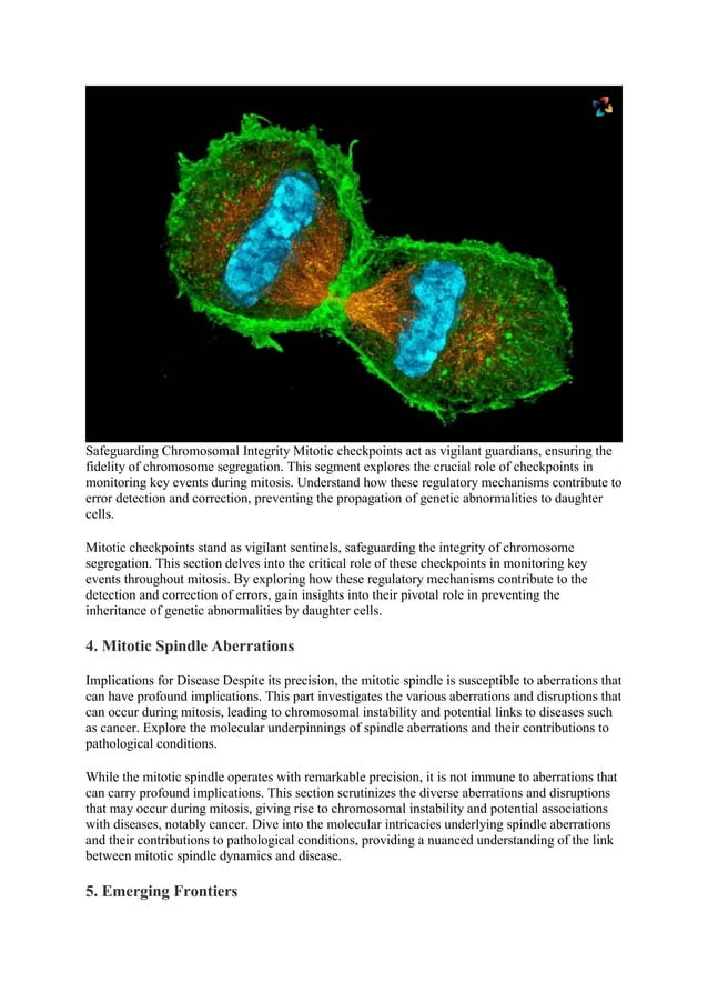 Decoding the Mitotic Spindle: Roles, Dynamics, and Implications for ...