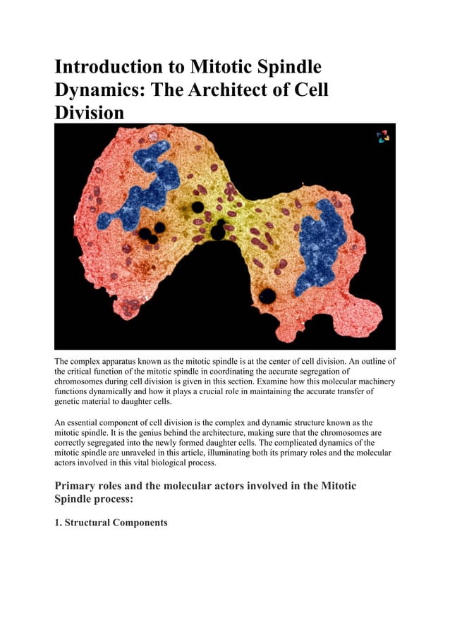 Decoding the Mitotic Spindle: Roles, Dynamics, and Implications for Cell Division | The ...