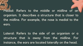 Introduction to Morphoanatomy of Animals | PPTX
