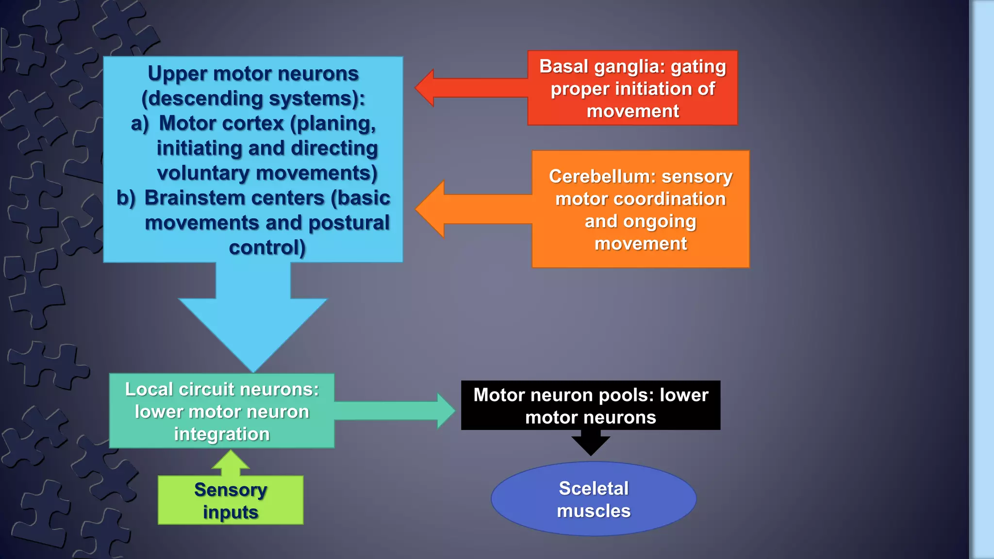 Introduction to motor systems | PPSX