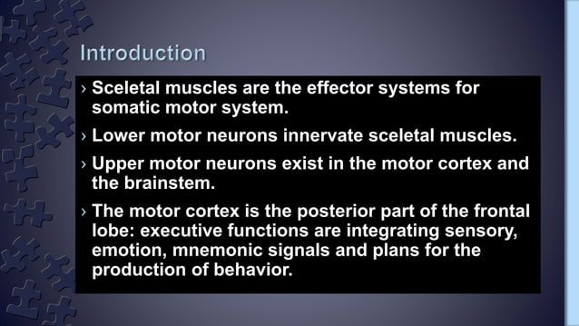 Introduction to motor systems | PPSX | Brain and Nervous System ...