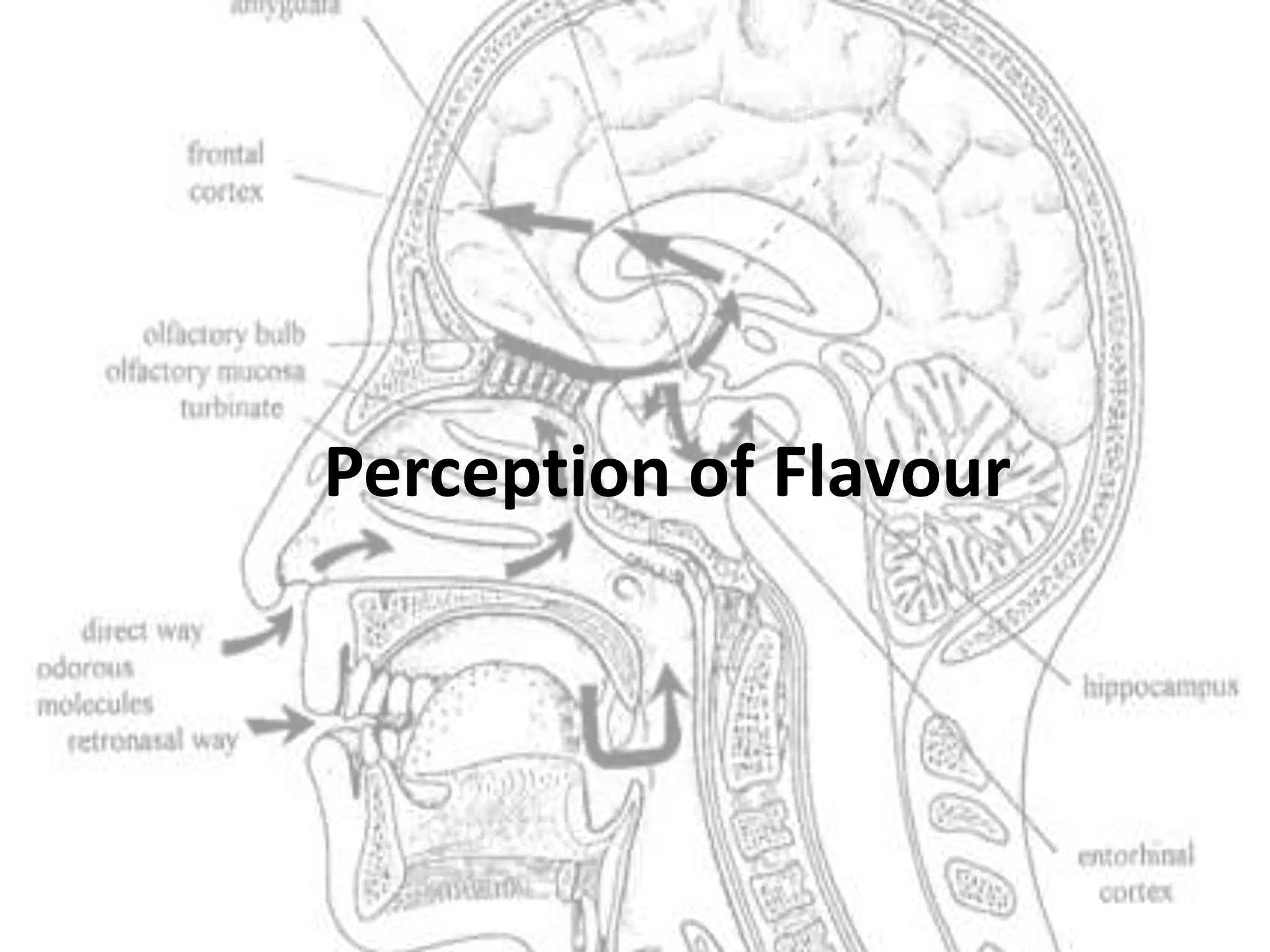 Introduction to Multi Sensory Taste Perception | PPTX