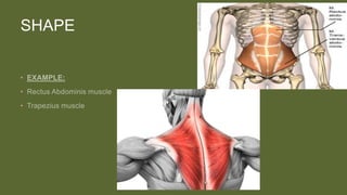INTRODUCTION TO MUSCLES AND MOVEMENT.pdf