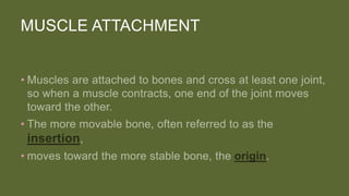 INTRODUCTION TO MUSCLES AND MOVEMENT.pdf