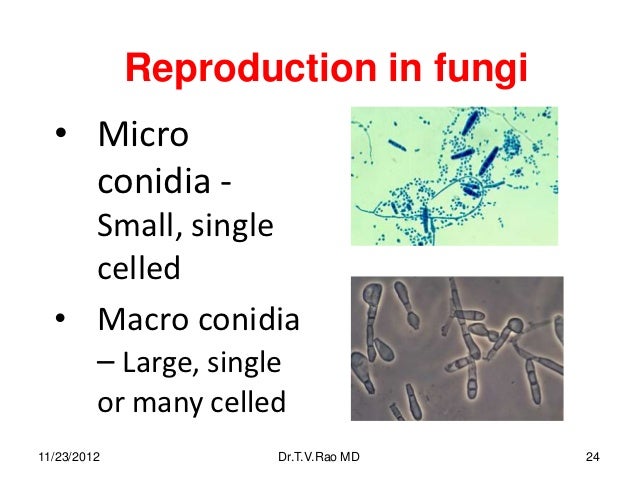 Introduction to mycology