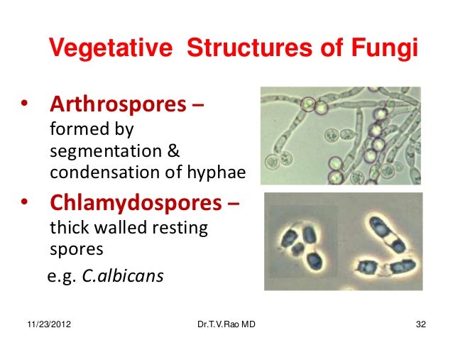 Introduction to mycology