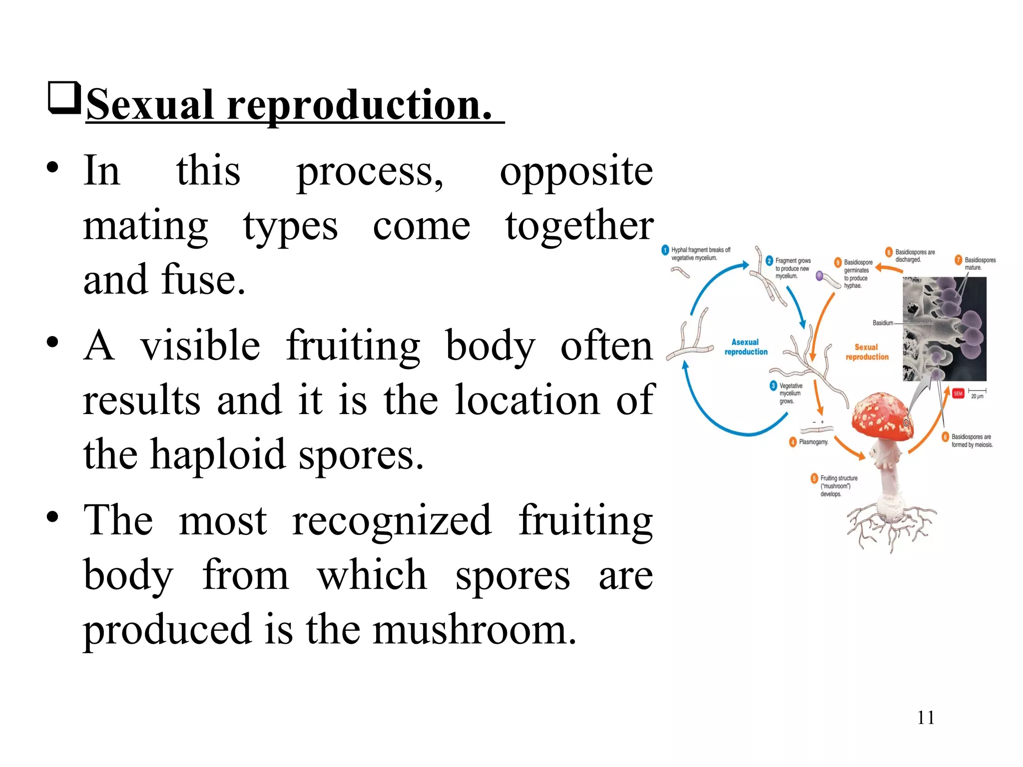 Introduction to mycology | PPT
