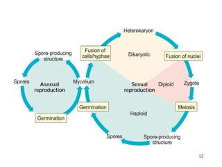 Introduction to mycology | PPT