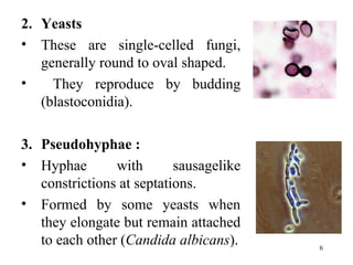 Introduction to mycology | PPT