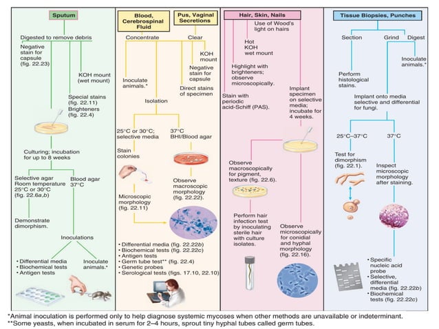 Introduction to mycology | PPT
