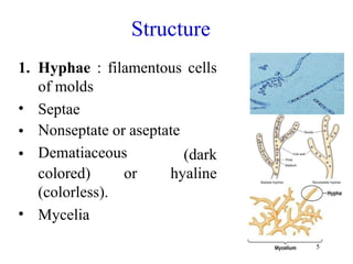 introductiontomycology.pptx