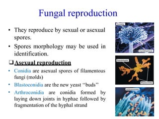 introductiontomycology.pptx