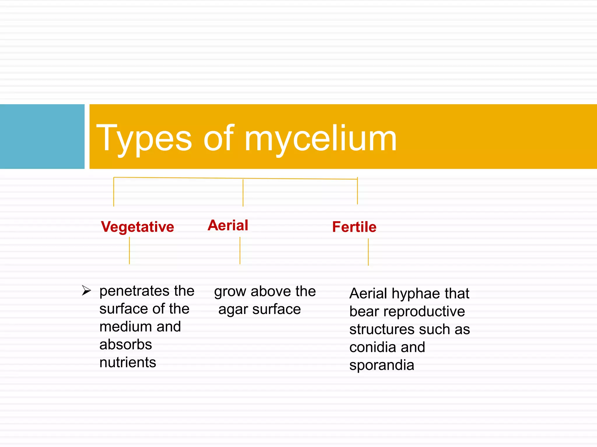 introduction to mycology (1).ppt