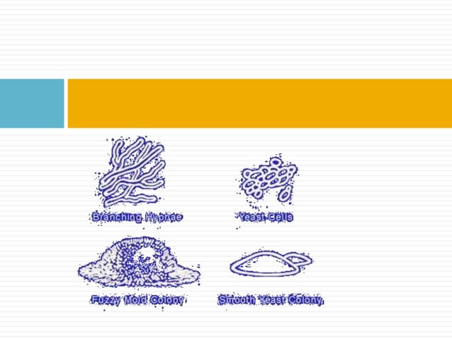 introduction to mycology (1).ppt | Skin and Dermatology | Diseases and ...