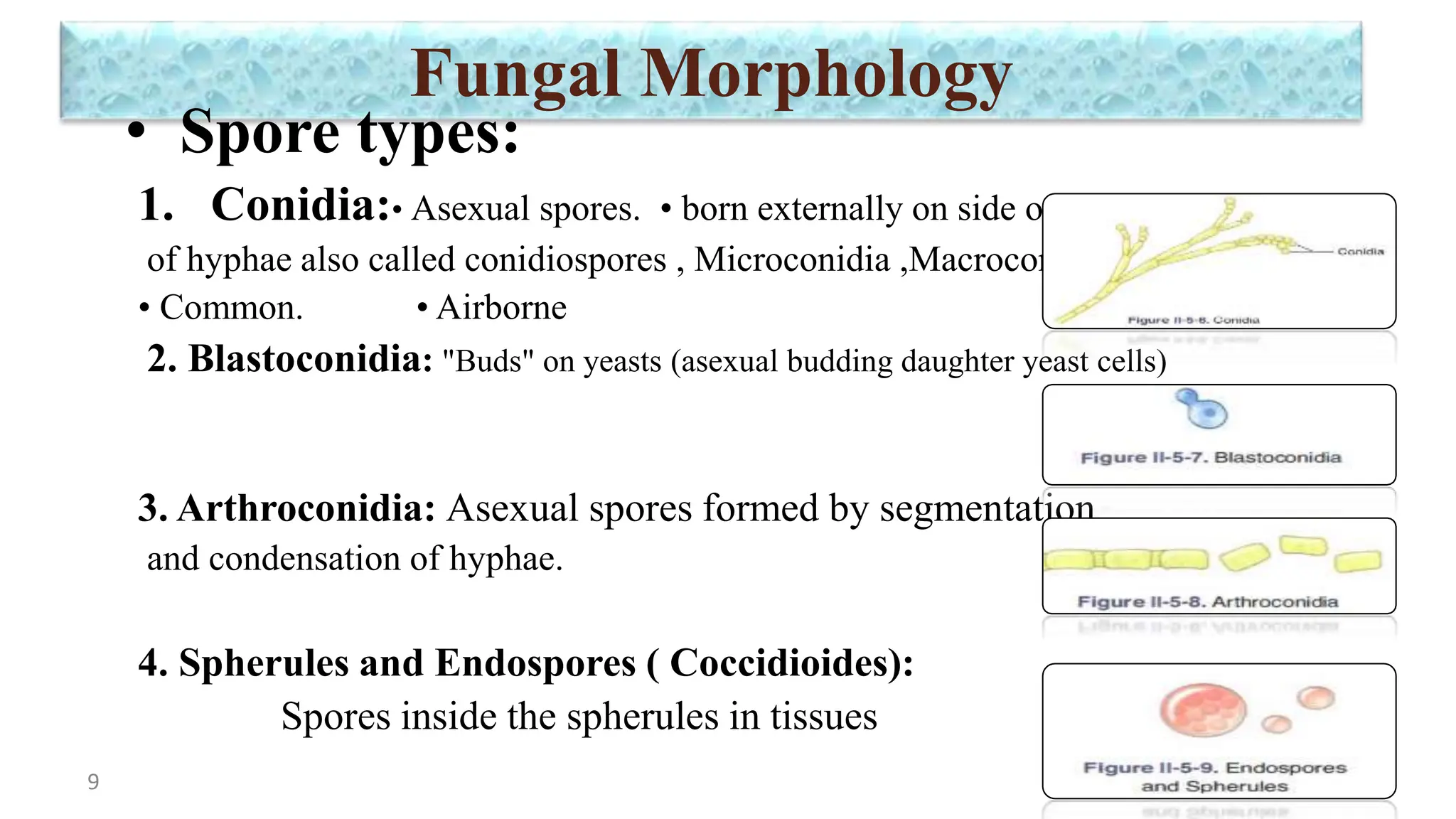 Introduction to mycology for med(1).pptx
