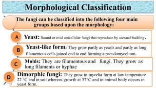 Introduction to mycology for med(1).pptx