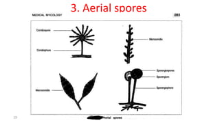 Introduction to mycology for med(1).pptx
