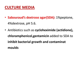 Introduction to mycology & superficial mycoses | PPTX