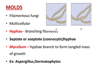 Introduction to mycology & superficial mycoses | PPTX