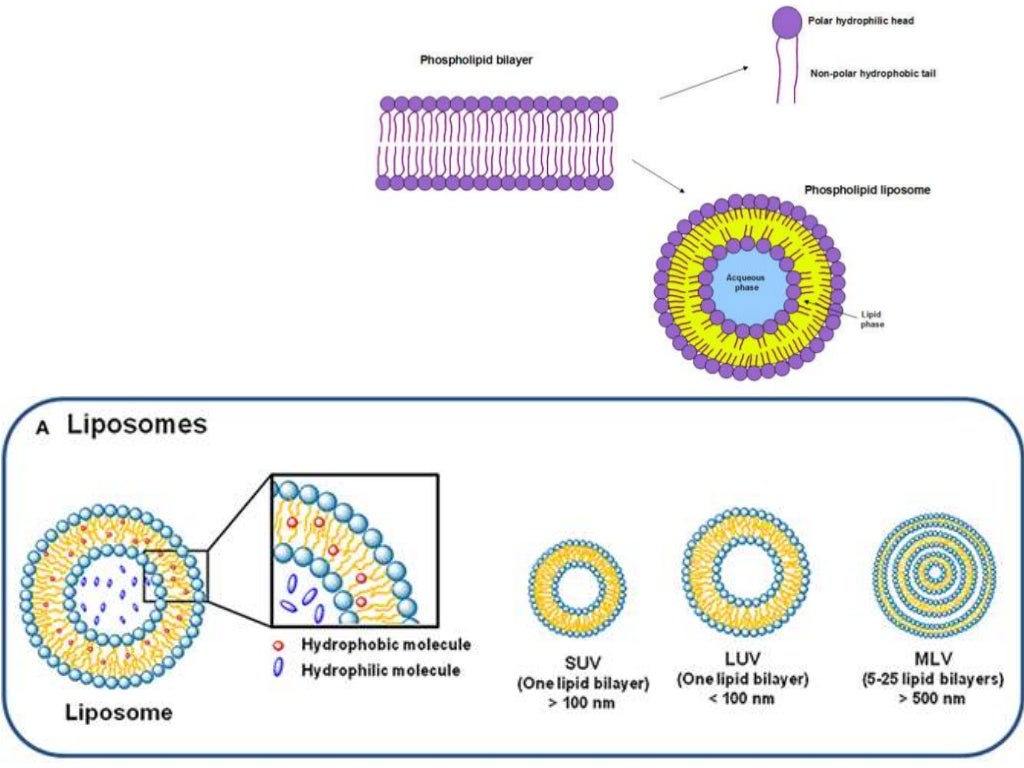 NANOSYSTEMS - Vesicles, Liposomes, Polymeric micelles & Dendrimers
