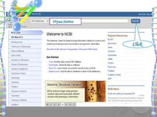 Introduction to NCBI | PPTX