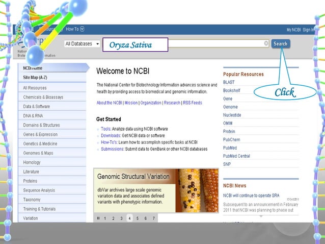 Introduction To Ncbi Pptx Databases Computer Software And Applications