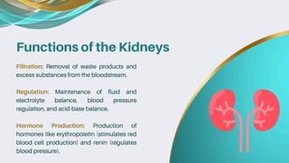 Introduction to Nephrology: Essential Guide to Kidney Health and ...