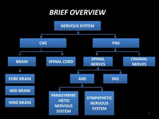 Introduction to nervous system | PPT