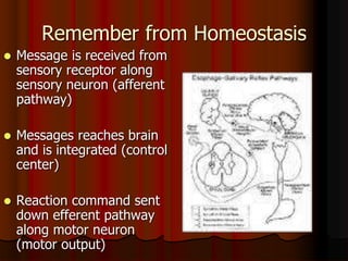 introduction to nervous system.ppt
