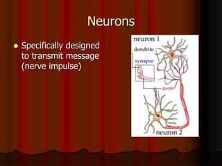 introduction to nervous system.ppt