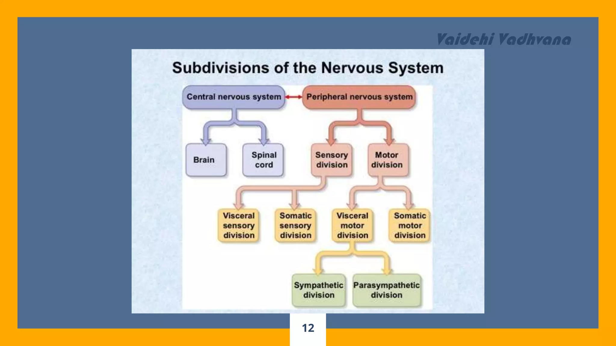INTRODUCTION TO NERVOUS SYSTEM.pptx | Free Download