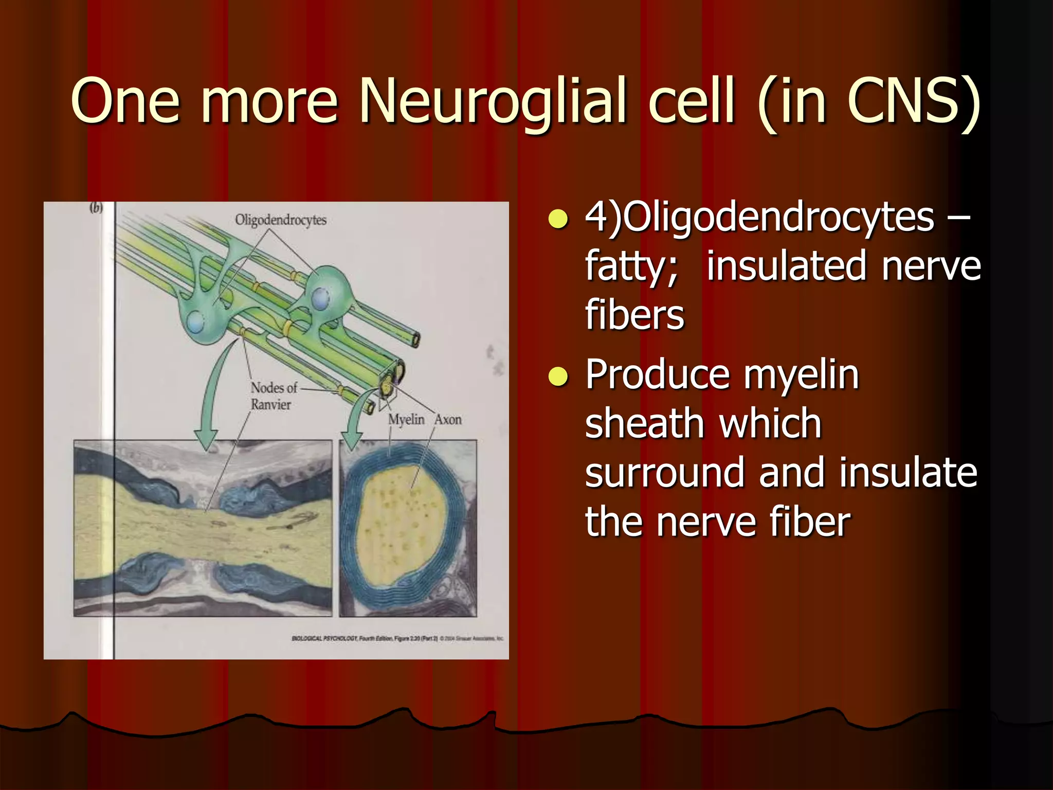 introduction to nervous system Hasrat Nawaz Khan.ppt