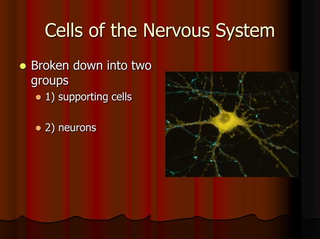 introduction to nervous system Hasrat Nawaz Khan.ppt