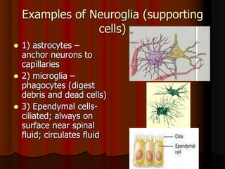 introduction to nervous system Hasrat Nawaz Khan.ppt