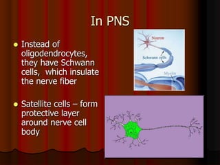 introduction to nervous system Hasrat Nawaz Khan.ppt