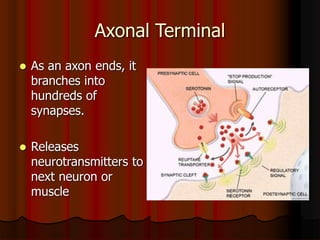 introduction to nervous system.ppt