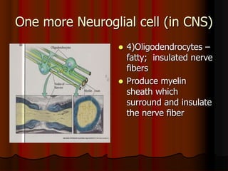 introduction to nervous system.ppt