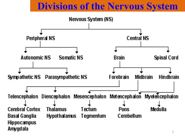 INTRODUCTION TO NERVOUS SYSTEM.pptx | Brain and Nervous System Disorders | Diseases and Conditions