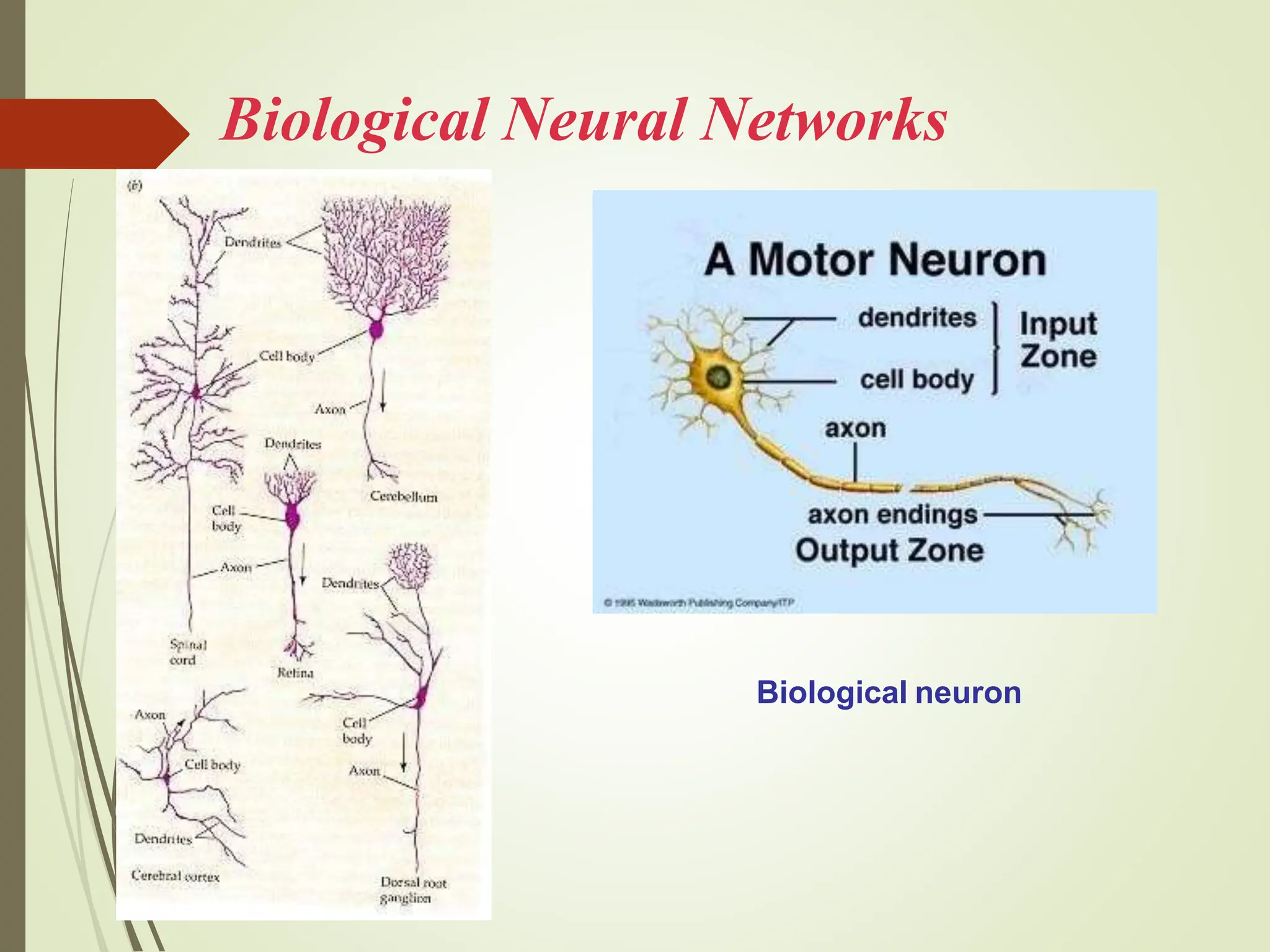 Introduction to Neural Networks.pptx
