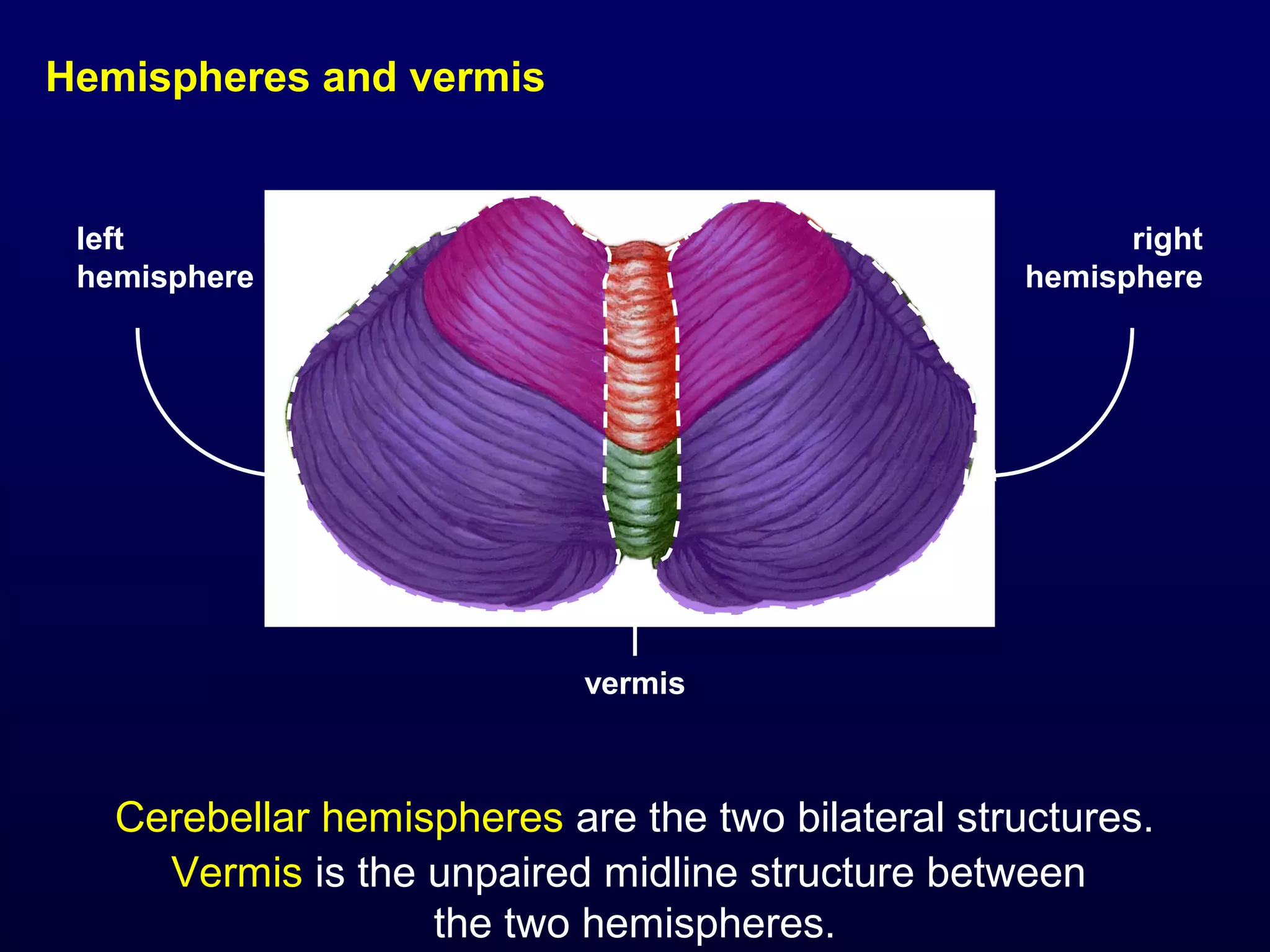 Introduction to neurology | PPT
