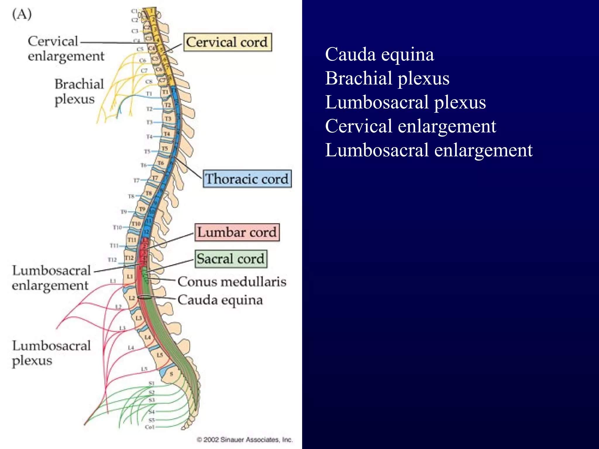 Introduction to neurology | PPT